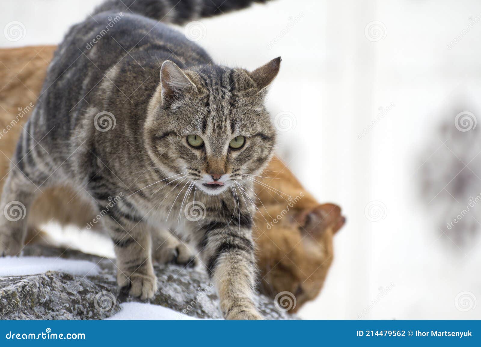 The Life of Cats in the Garbage. Portrait of a Yard Cat Stock Photo ...