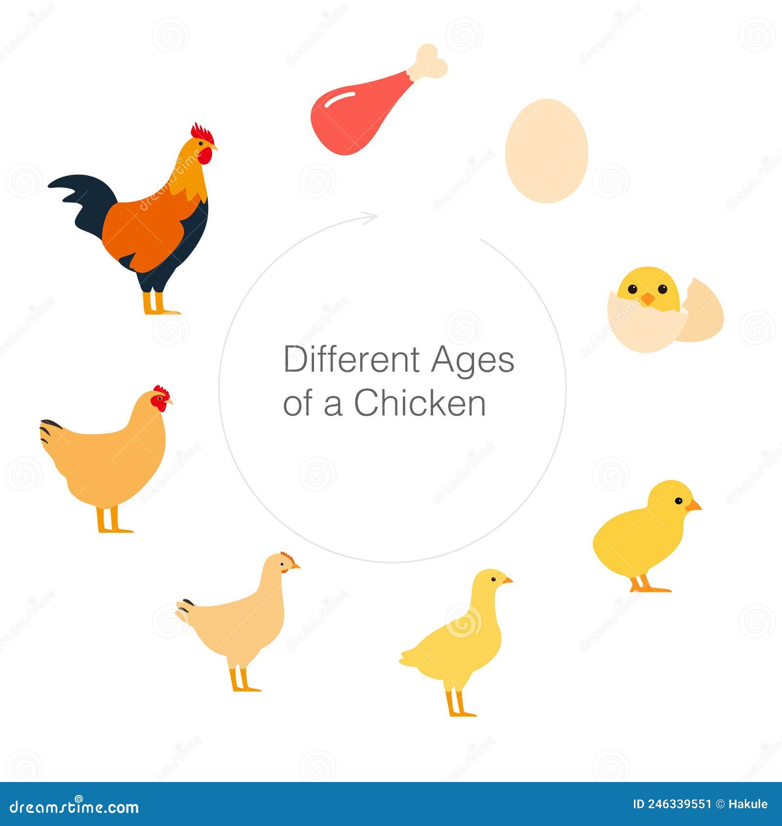 The Life of a Chicken, Different Ages of Chicken, Vector Illustration ...