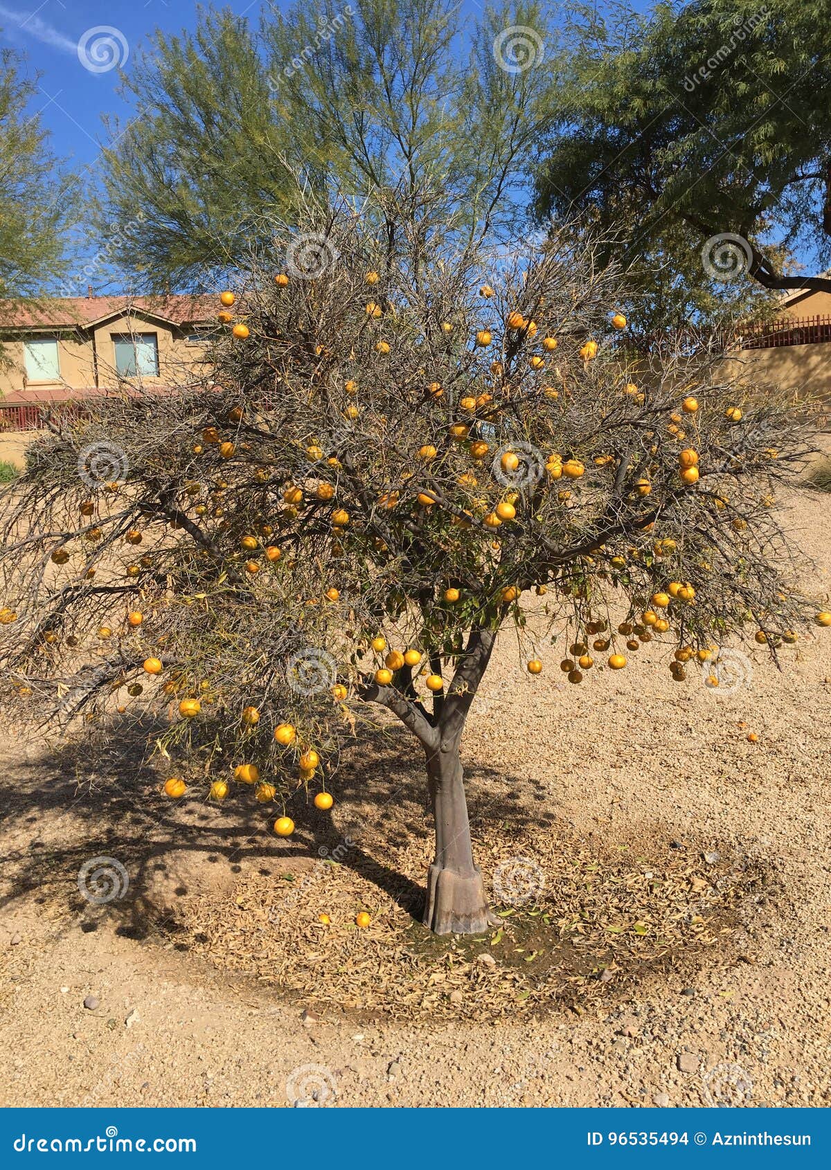 Life continues stock photo. Image of nature, environment - 96535494