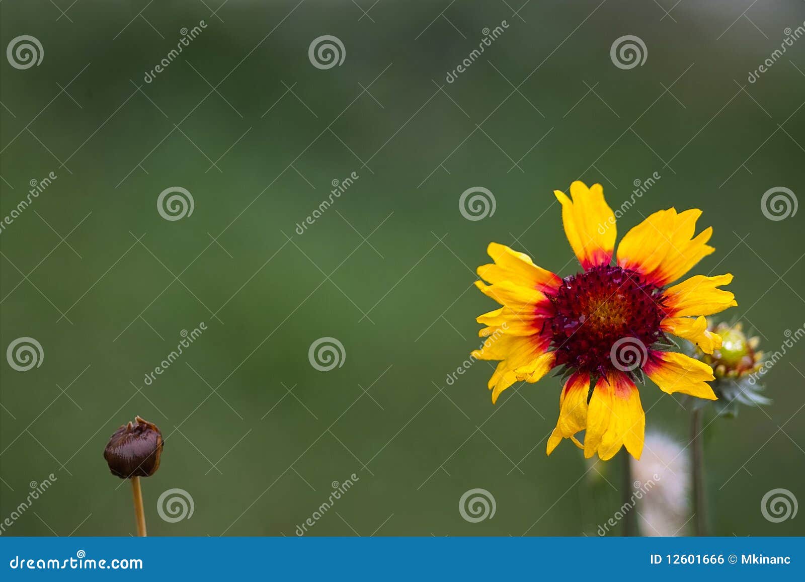 Life Cycle stock photo. Image of life, composition, cycle - 12601666