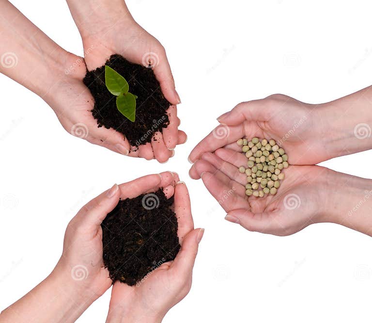 Life Cycle stock image. Image of fresh, botanical, isolated - 2144579