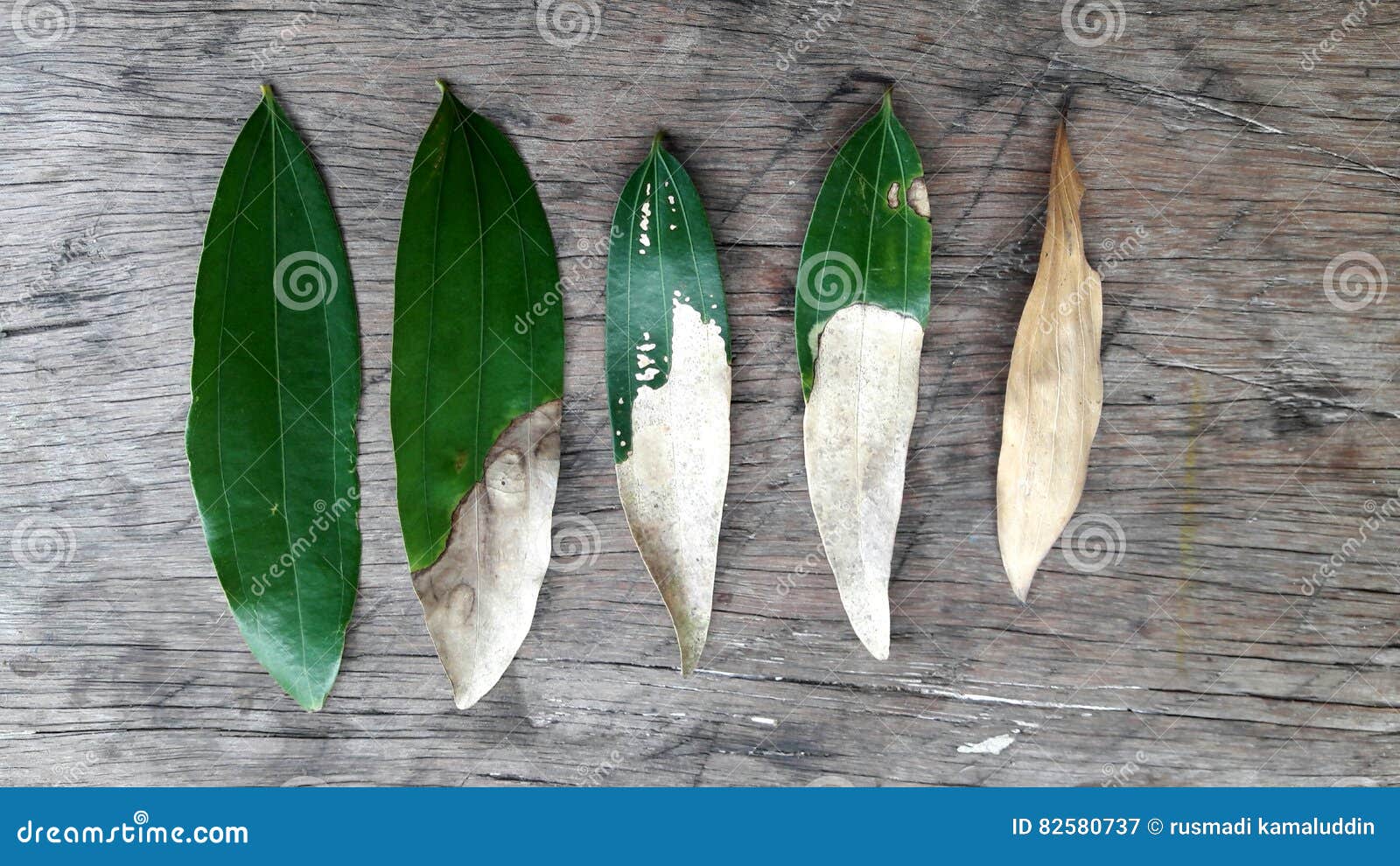 Acacia Leaf Life Circle Stock Photos - Free & Royalty-Free Stock Photos ...