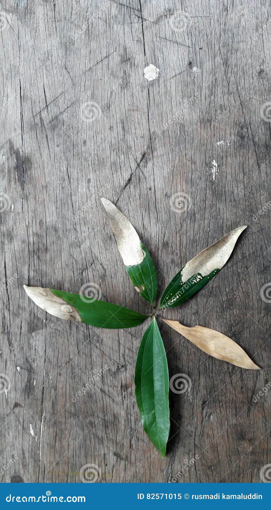 Life Cycle of an Acacia Leaf Shapes Like a Flower Stock Image - Image ...
