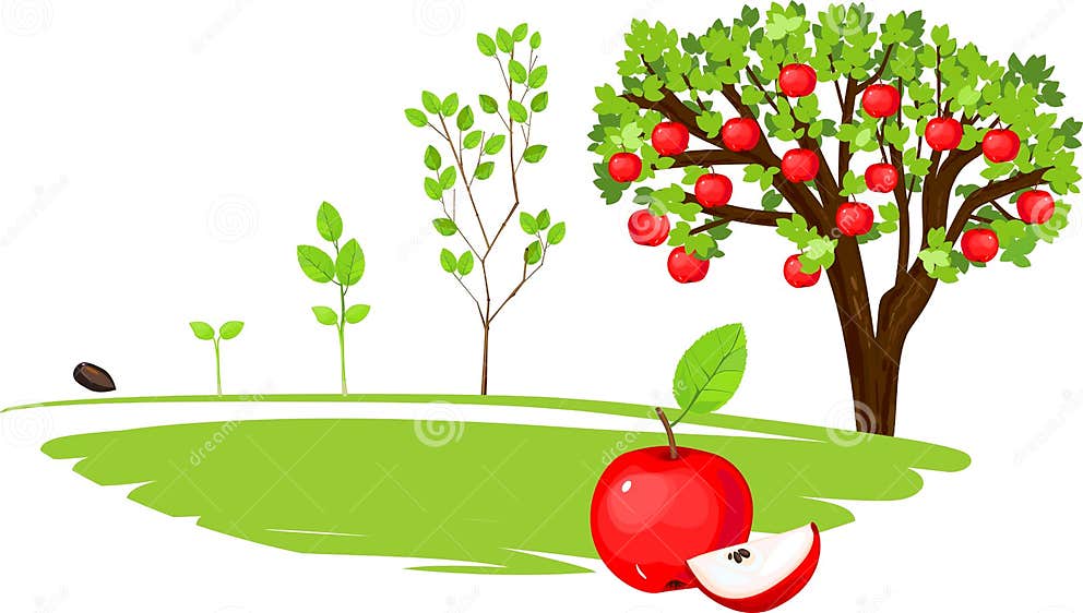 Life cycle of apple tree stock vector. Illustration of botanical - 64727422
