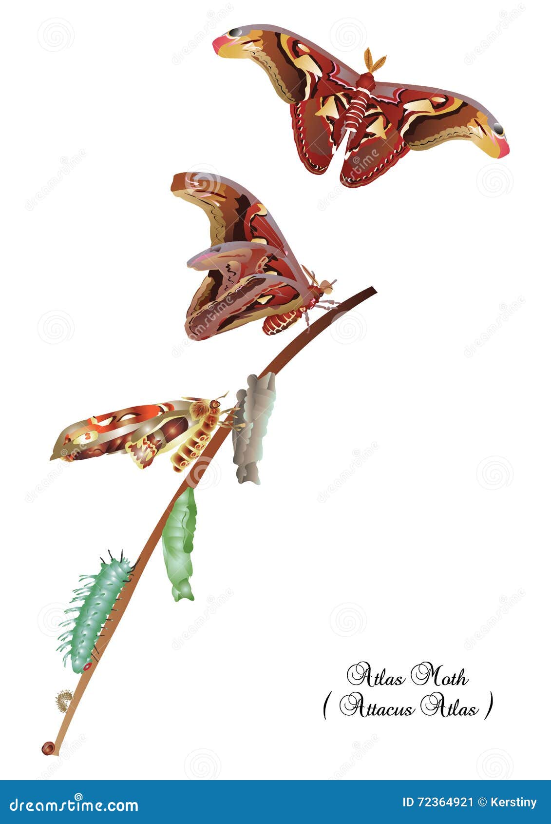 Atlas Moth Royalty-Free Stock Photo | CartoonDealer.com #2463141