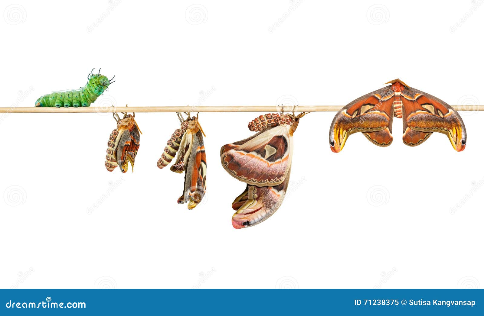 Life Cycle of Attacus Atlas Moth on White Stock Image - Image of ...