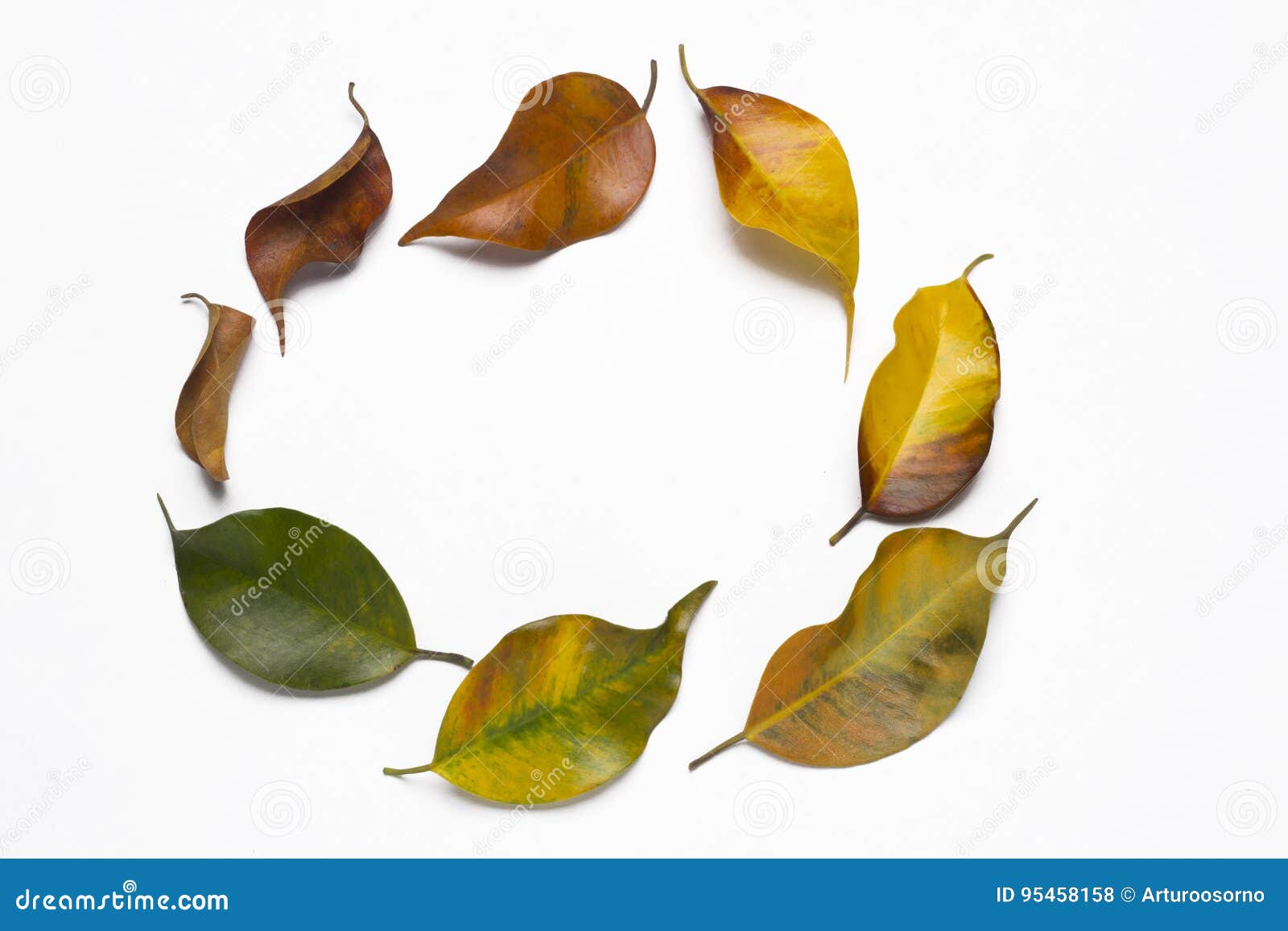 Life cycle stock photo. Image of plant, dead, conceptual - 95458158