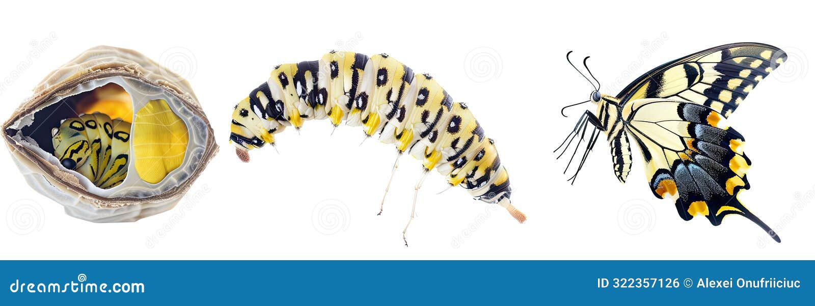 The Life Cycle of a Butterfly Includes Numerous Distinctive Stages ...