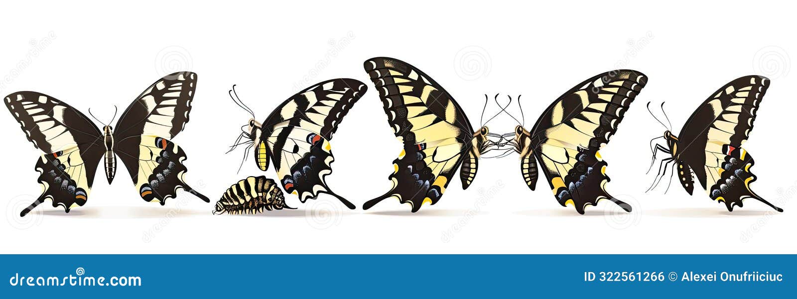 The Life Cycle of a Butterfly Includes Numerous Distinctive Stages ...
