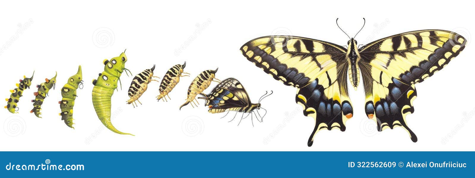 The Life Cycle of a Butterfly Includes Numerous Distinctive Stages ...