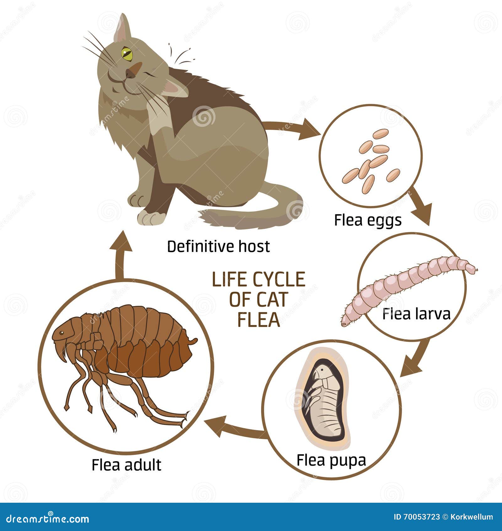 Life Cycle of Cat Flea Vector Illustration. the Spread of Infection ... Life Cycle of Cat Flea Vector Illustration. the Spread of Infection ...