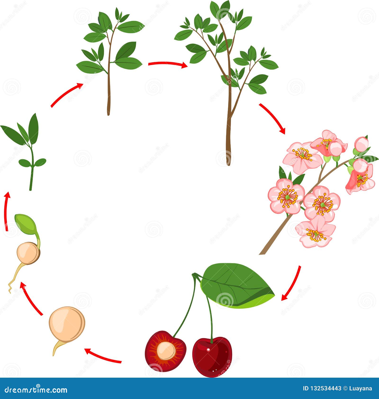 Life cycle of cherry tree stock vector. Illustration of garden - 132534443