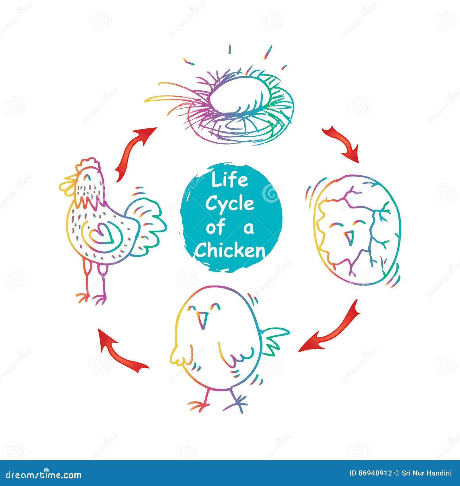 Life cycle of a chicken stock vector. Illustration of animal - 86940912