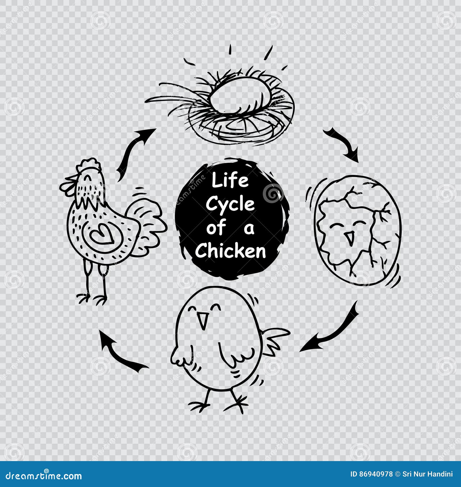 Life cycle of a chicken stock vector. Illustration of nature - 86940978