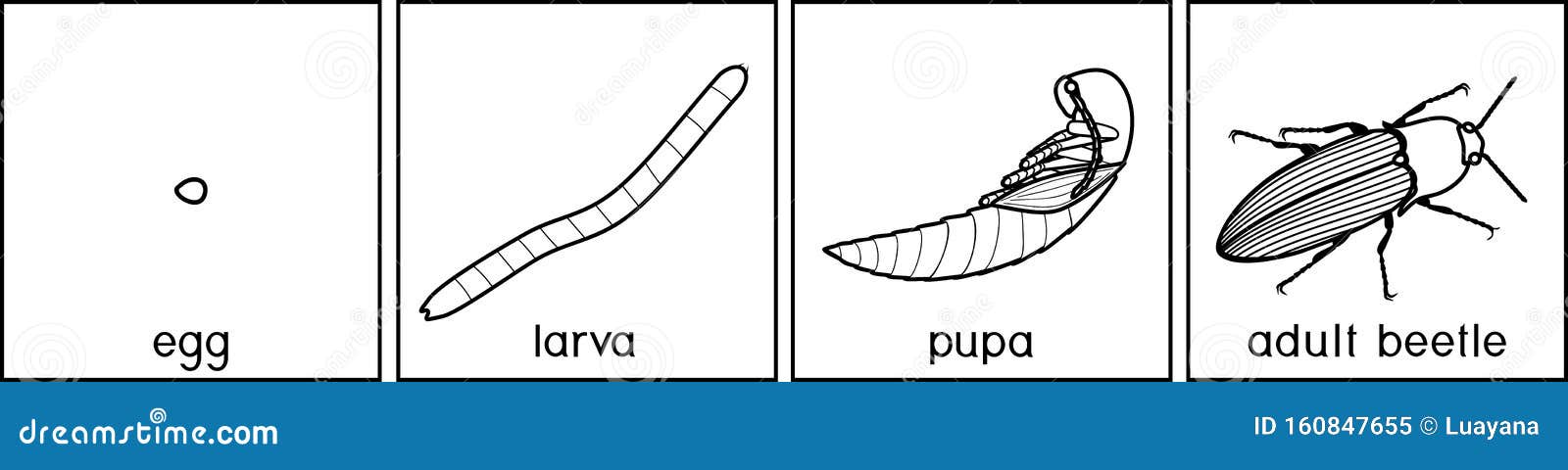 Life Cycle Of Click Beetle Wireworm. Cartoon Vector | CartoonDealer.com ...