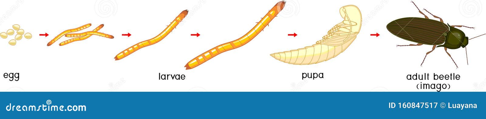Life Cycle of Click Beetle Wireworm. Stock Vector - Illustration of ...