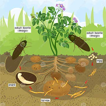 Life Cycle of Click Beetle Wireworm. Stock Vector - Illustration of ...