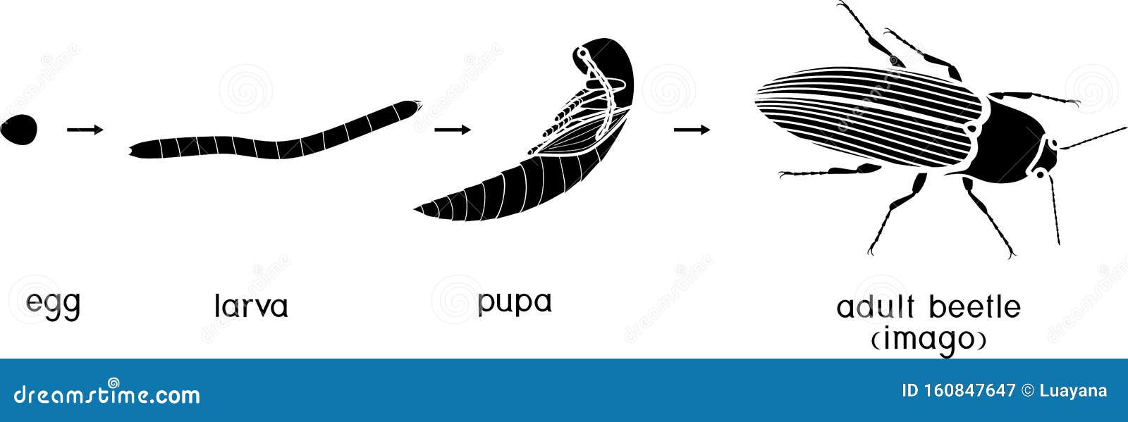 Life Cycle of Click Beetle Wireworm. Stock Vector - Illustration of ...