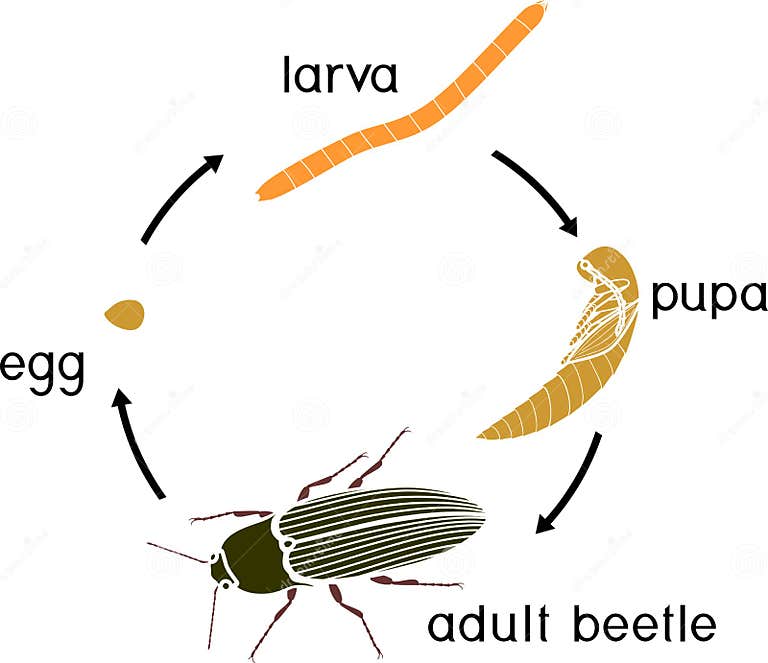 Life Cycle of Click Beetle Wireworm. Stock Vector - Illustration of ...