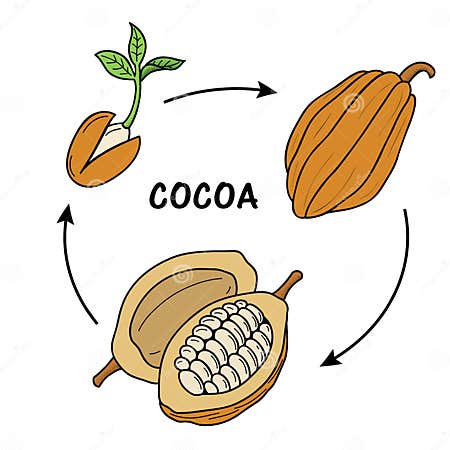 The life cycle of cocoa. stock vector. Illustration of pattern - 71963297
