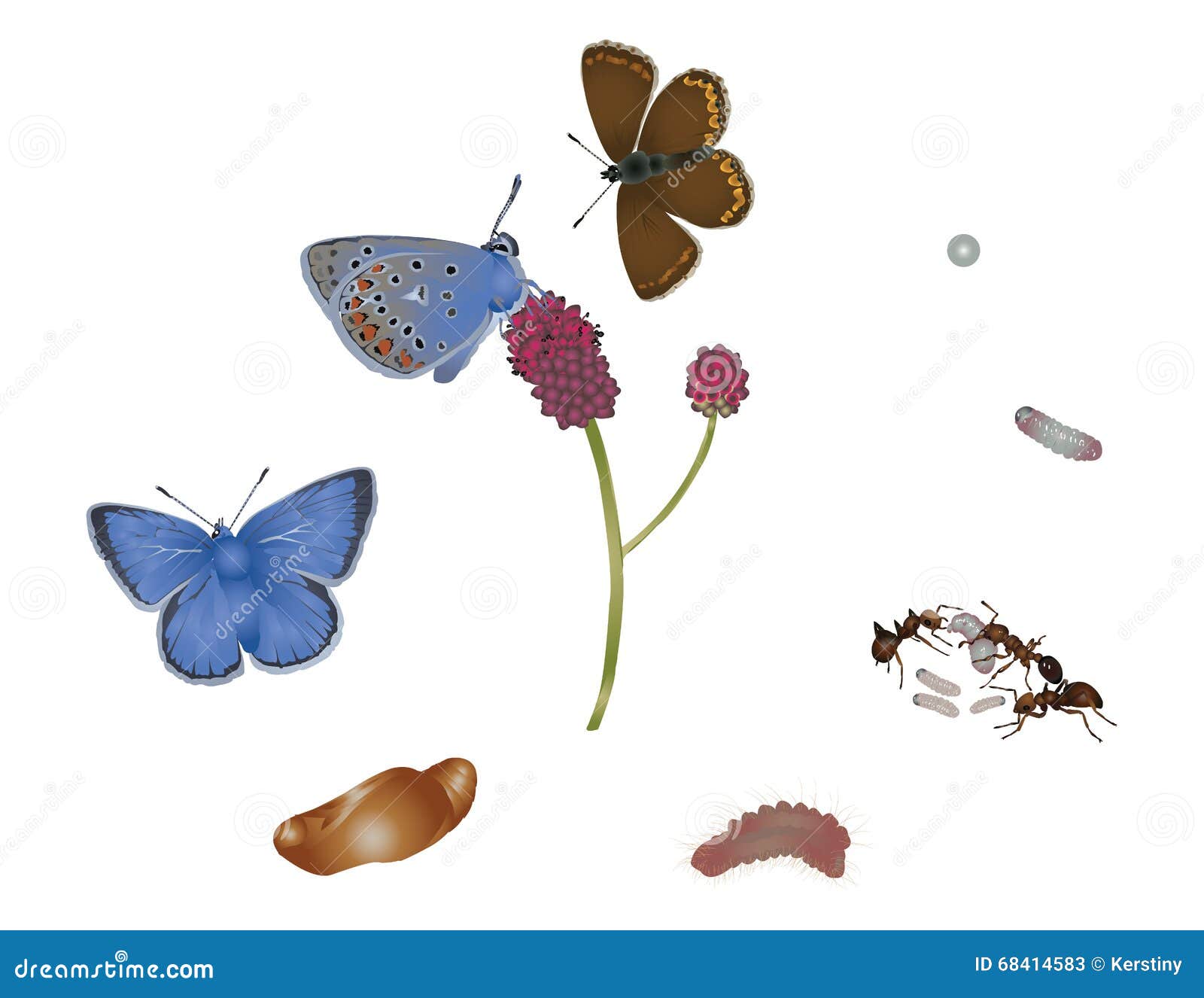Common Blue Butterfly - Polyommatus Icarus Stock Photo | CartoonDealer ...