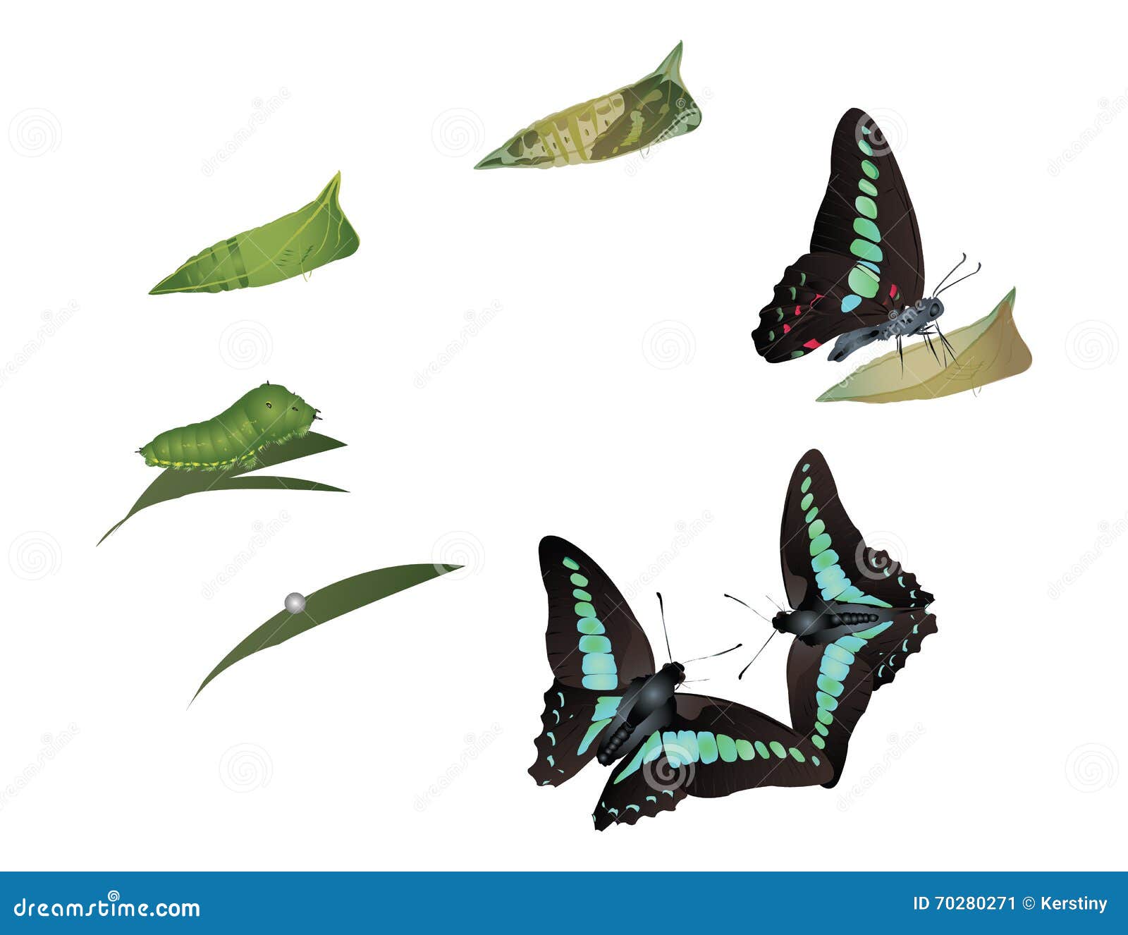 Life Cycle of Common Bluebottle Butterfly Stock Illustration ...
