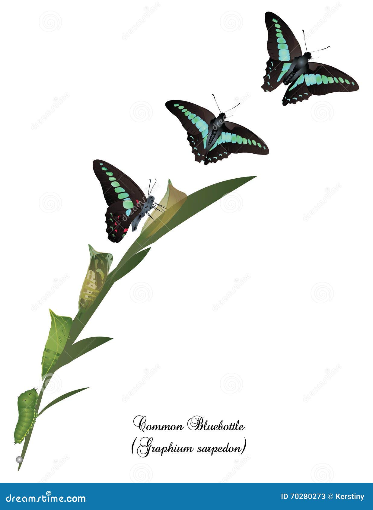 Life Cycle of Common Bluebottle Butterfly Stock Illustration ...