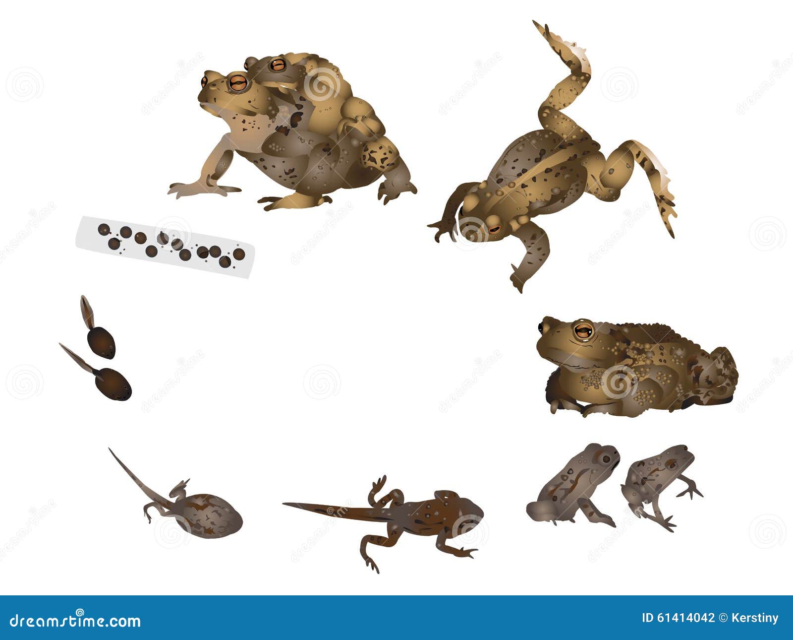 Life cycle of common toad stock illustration. Illustration of natural ...