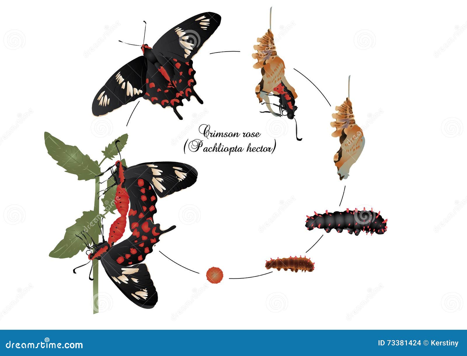 Life cycle of crimson rose stock illustration. Illustration of wing ...