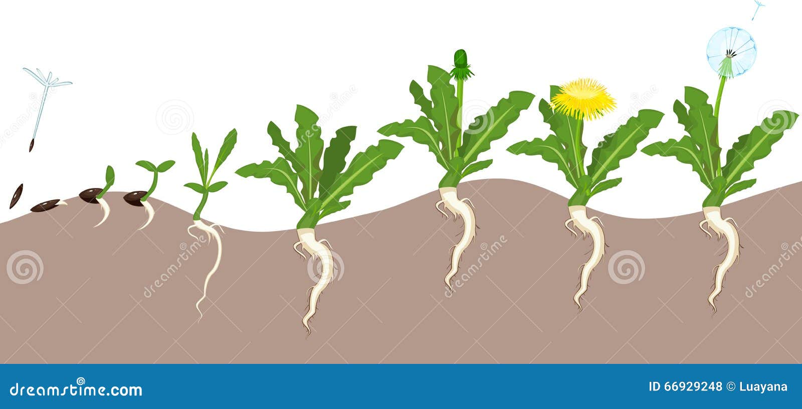 Life cycle of dandelion stock vector. Illustration of bloom - 66929248