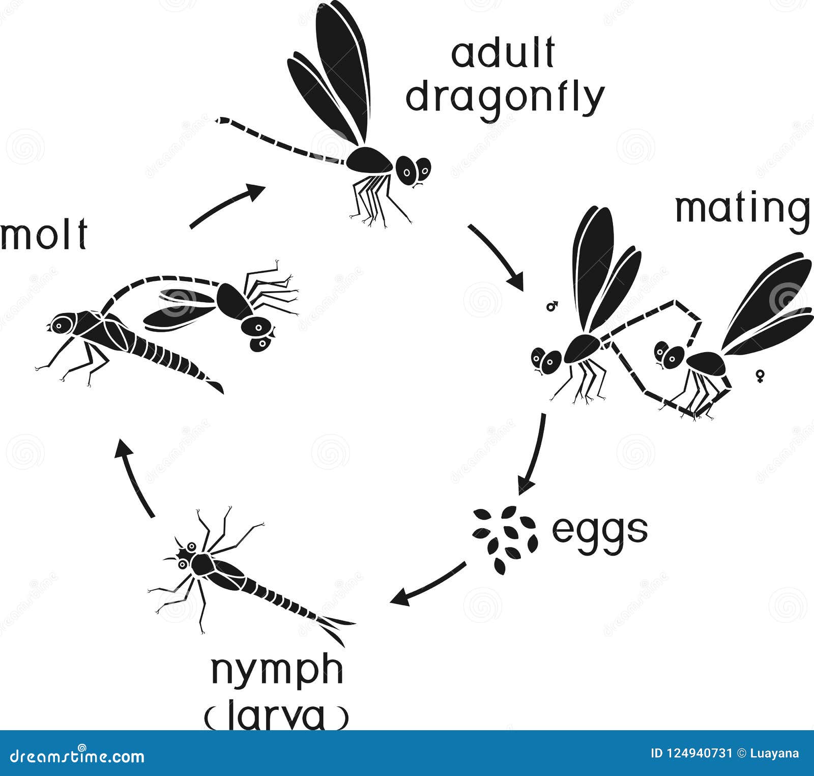 Life Cycle of Dragonfly. Sequence of Stages of Development of Dragonfly ...