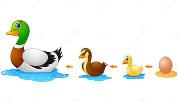 Life cycle of a duck stock vector. Illustration of embryology - 80180666