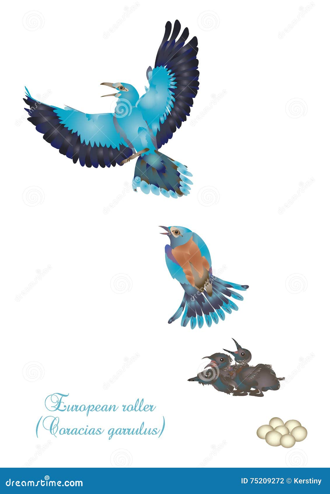 European Roller Bird Cartoon Flat Style Character Of Ornithology ...