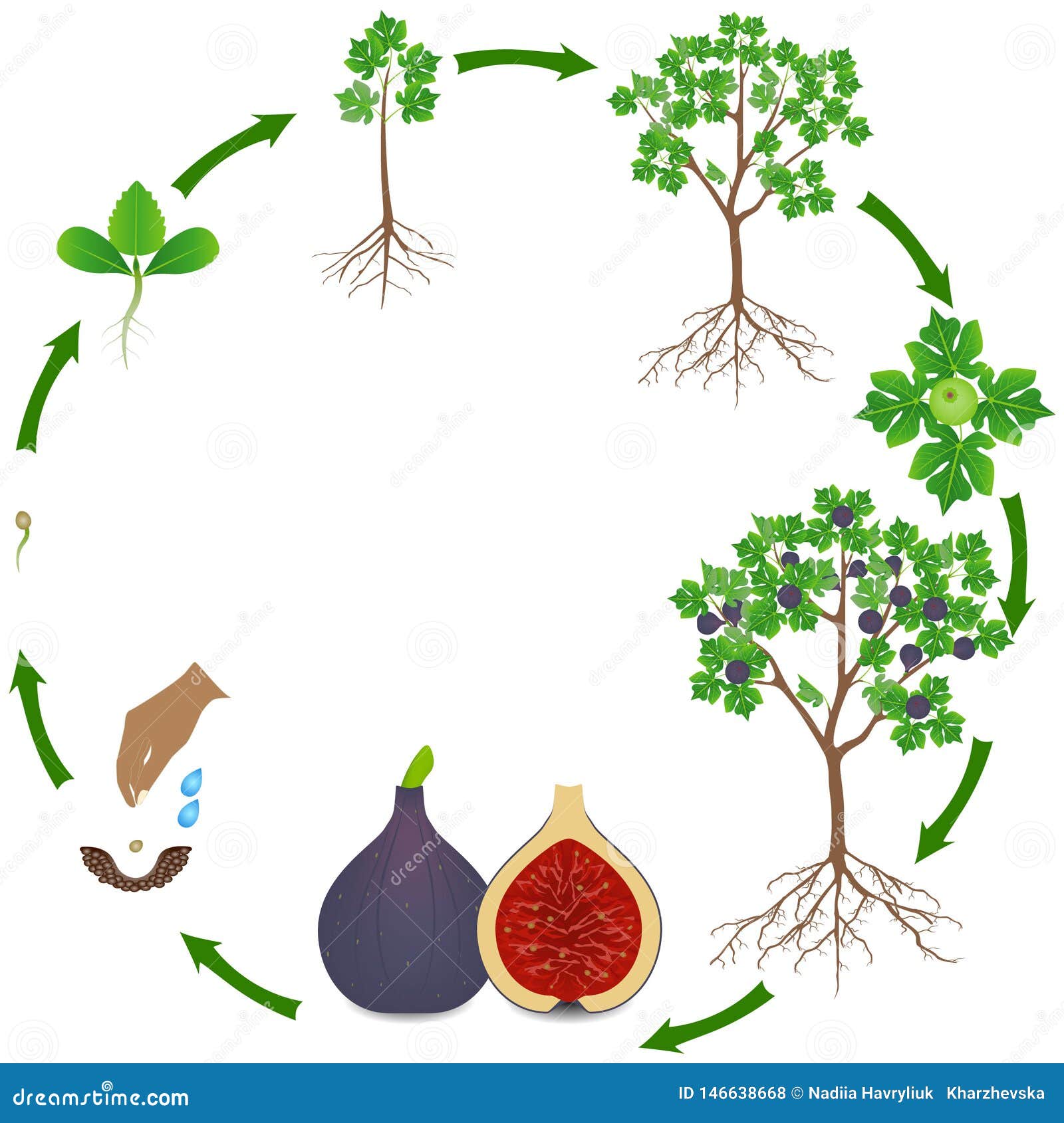 Life Cycle of a Fig Tree on a White Background. Stock Vector ...