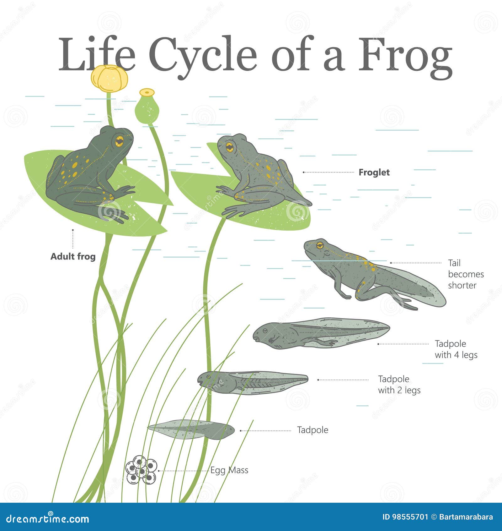 Cycle Evolution Poster Stock Illustrations – 72 Cycle Evolution Poster ...