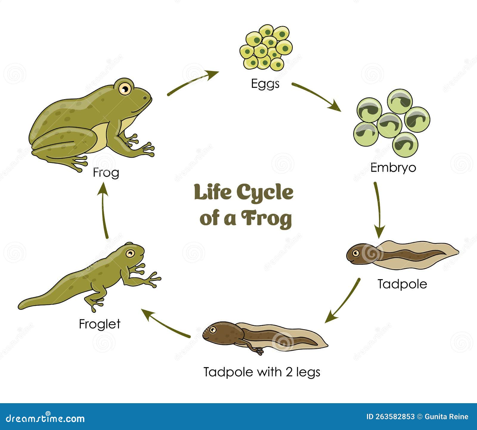 Life Cycle of a Frog stock vector. Illustration of frog - 263582853
