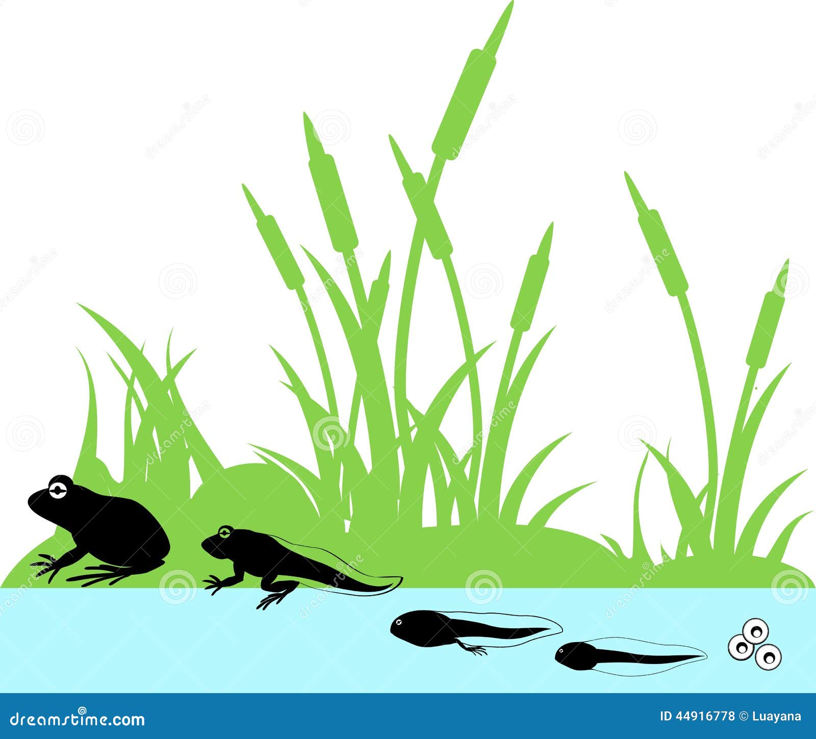 Life cycle of frog stock vector. Illustration of life - 44916778