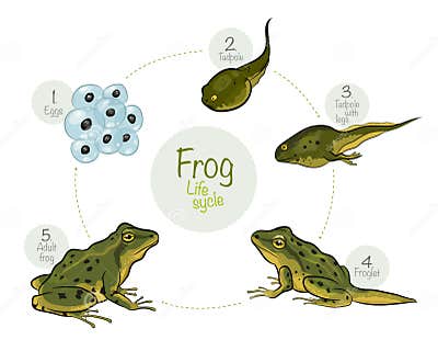 Life cycle of a frog stock vector. Illustration of organism - 65478880