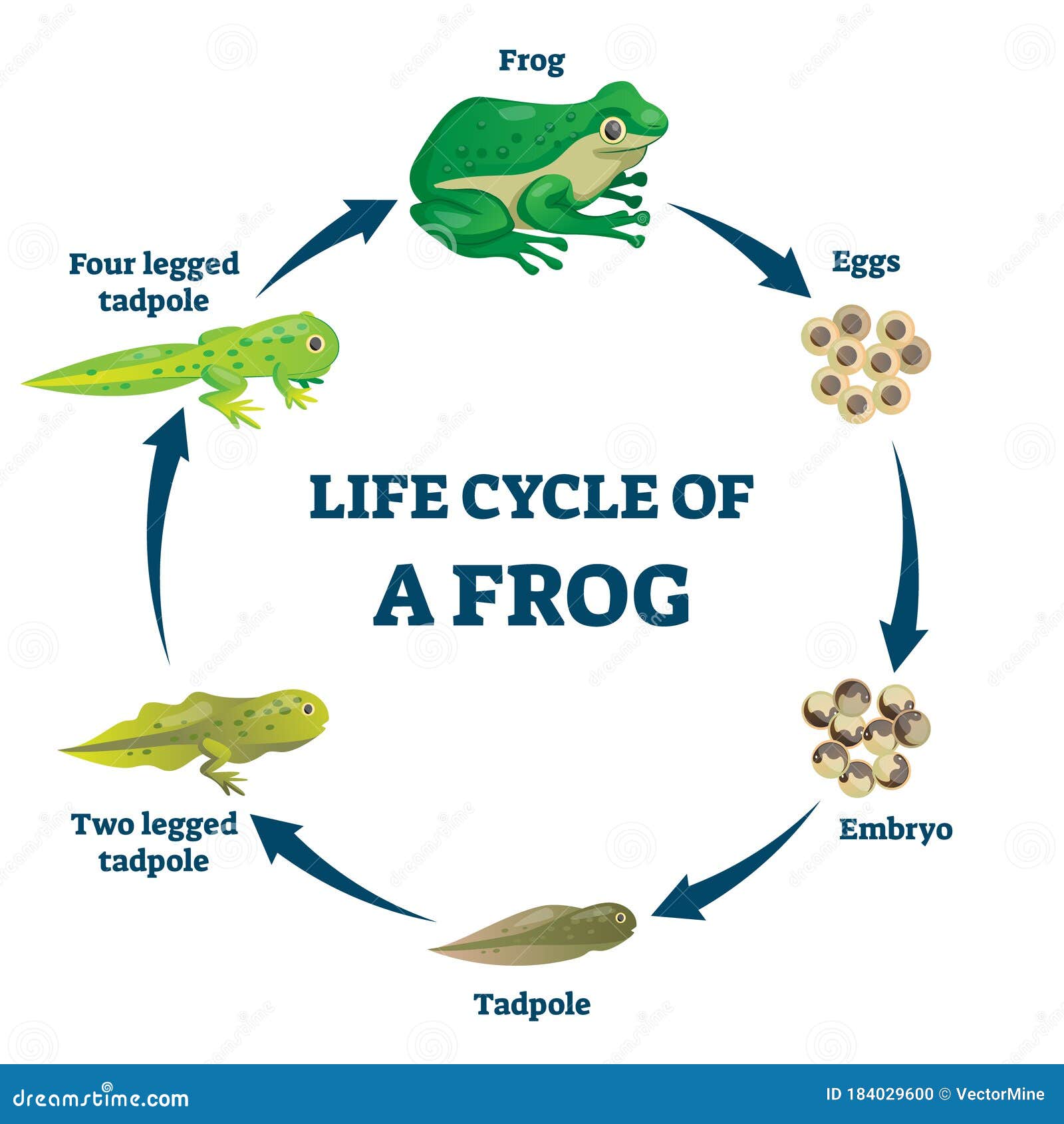 Frog Life Cycle. Amphibian Metamorphosis. Cartoon Vector ... Frog Life Cycle. Amphibian Metamorphosis. Cartoon Vector ...