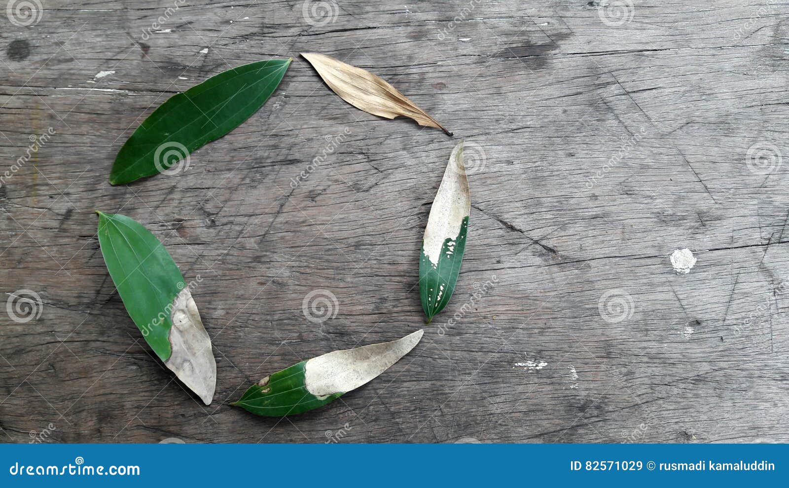 Life Cycle Acacia Leaf Against Rustic Background Stock Photos - Free ...