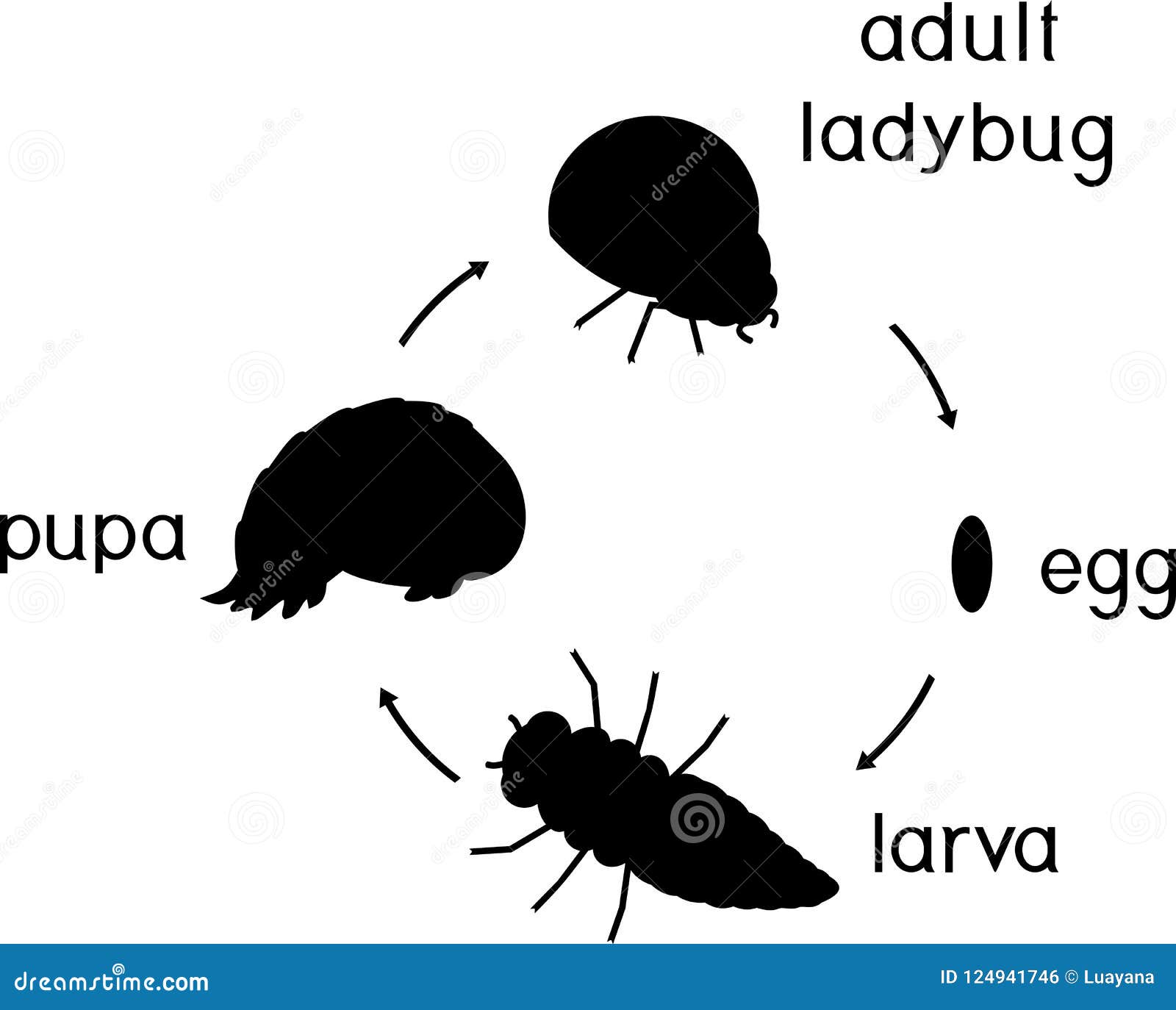 Life Cycle of Ladybug. Stages of Development of Ladybug from Egg To ...