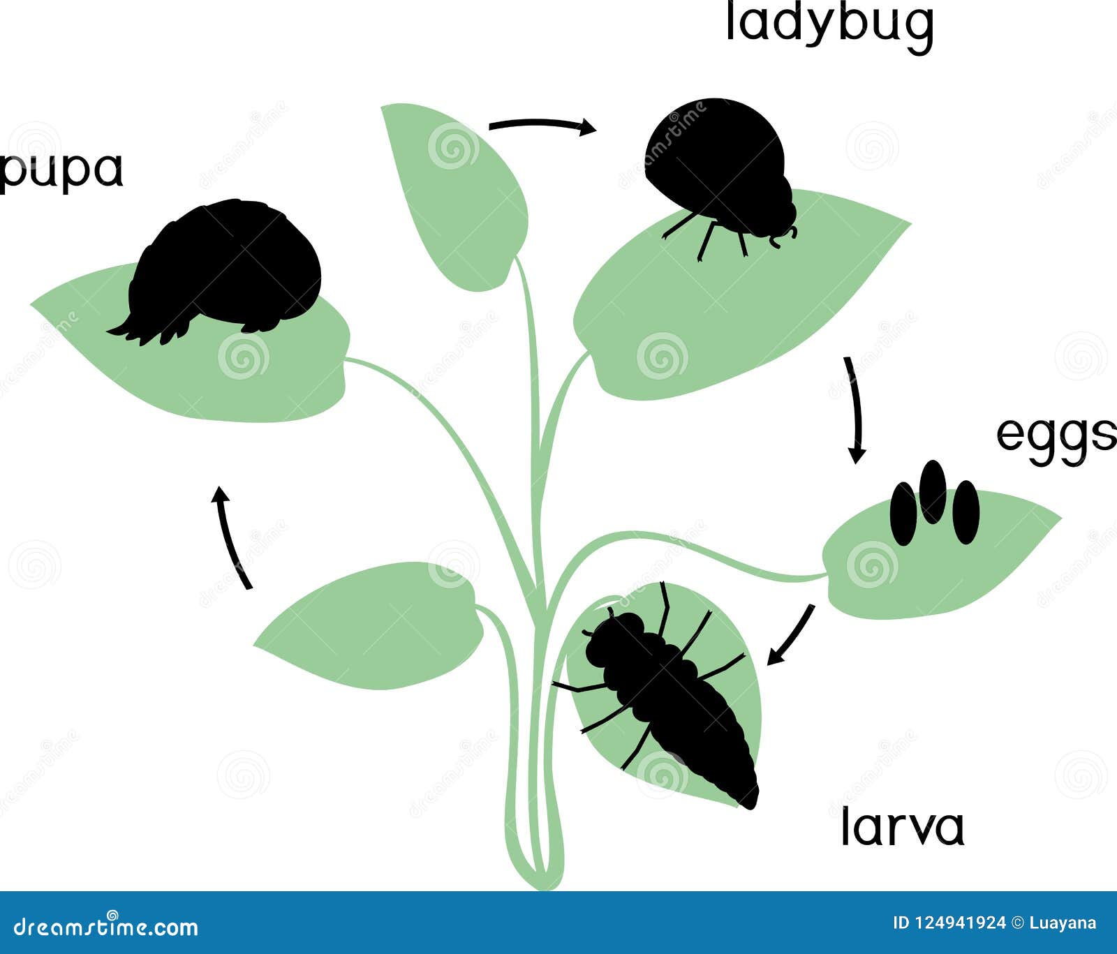 Life Cycle of Ladybug. Stages of Development of Ladybug from Egg To ...