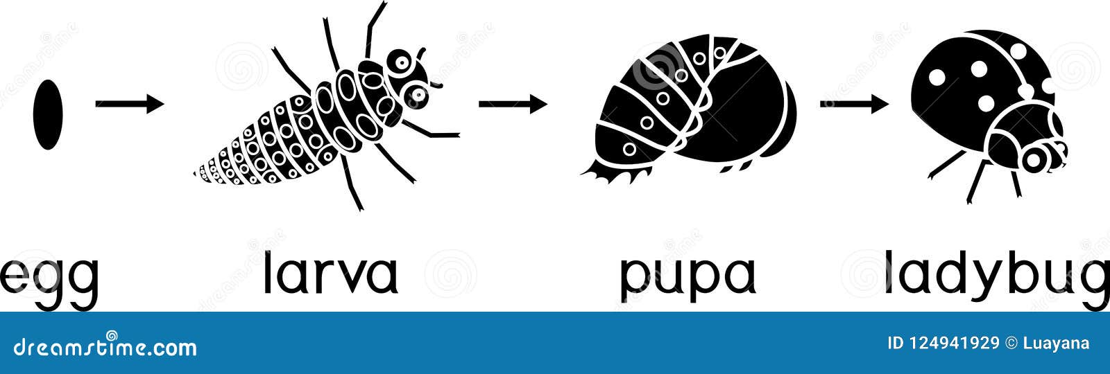 Life Cycle of Ladybug. Stages of Development of Ladybug from Egg To ...
