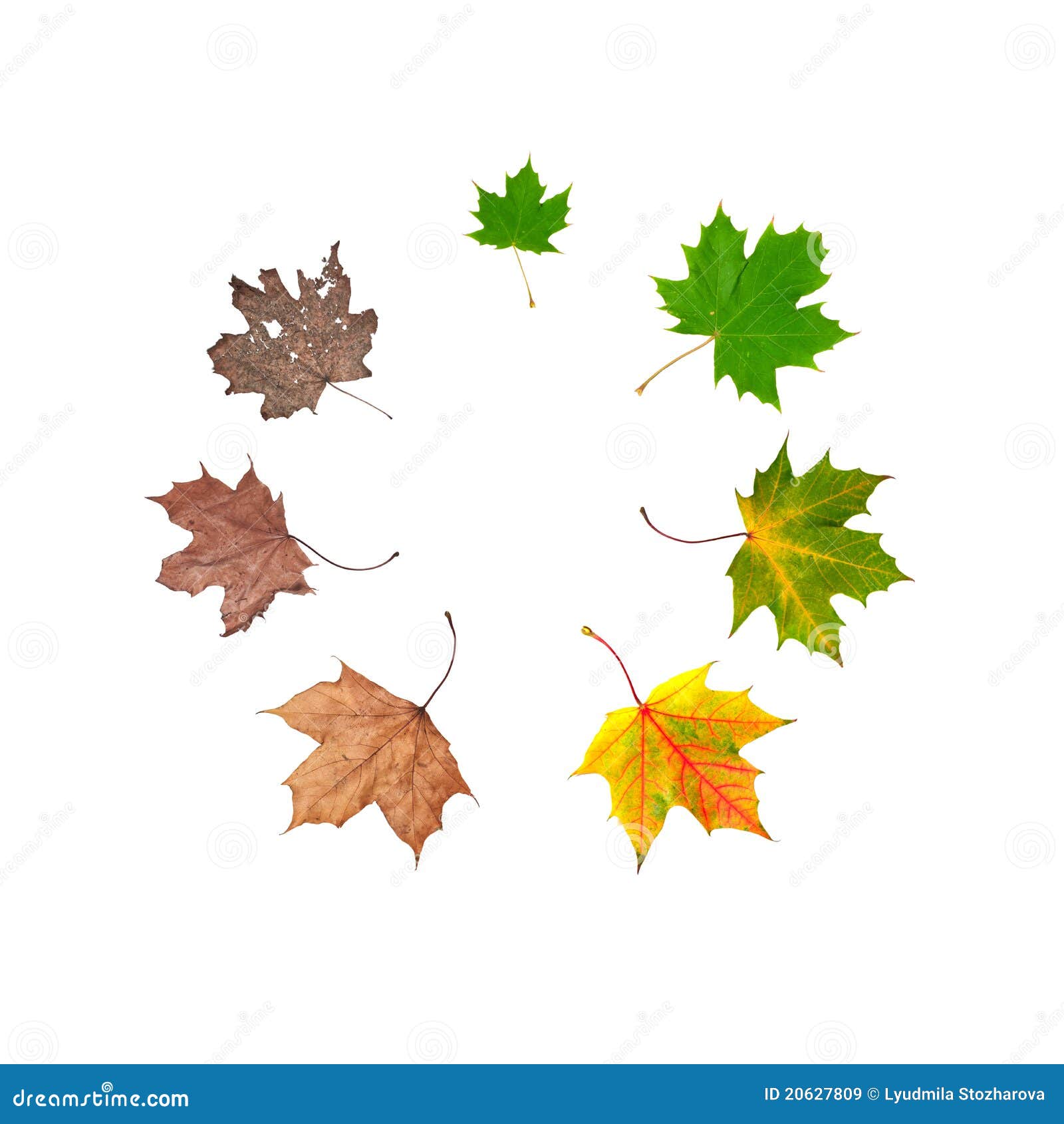 Life cycle of leaf stock image. Image of cycle, generation - 20627809