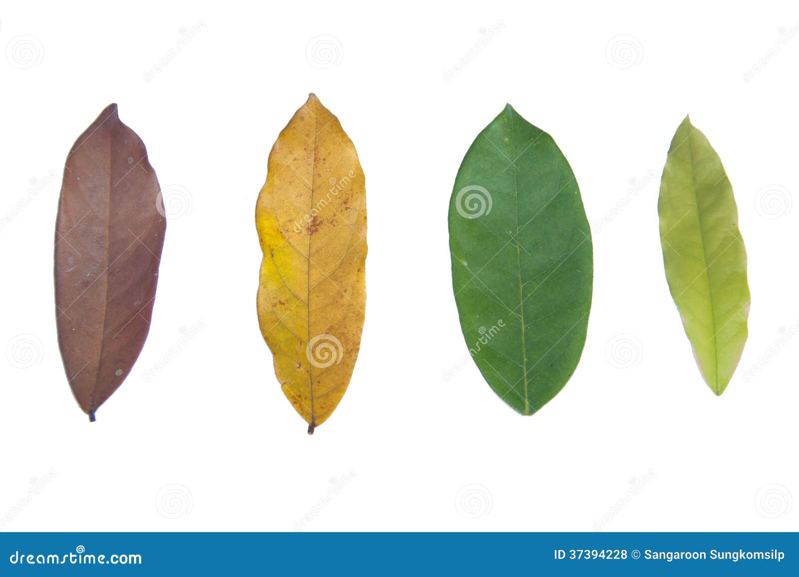 Life cycle of leaves stock photo. Image of fall, four - 37394228