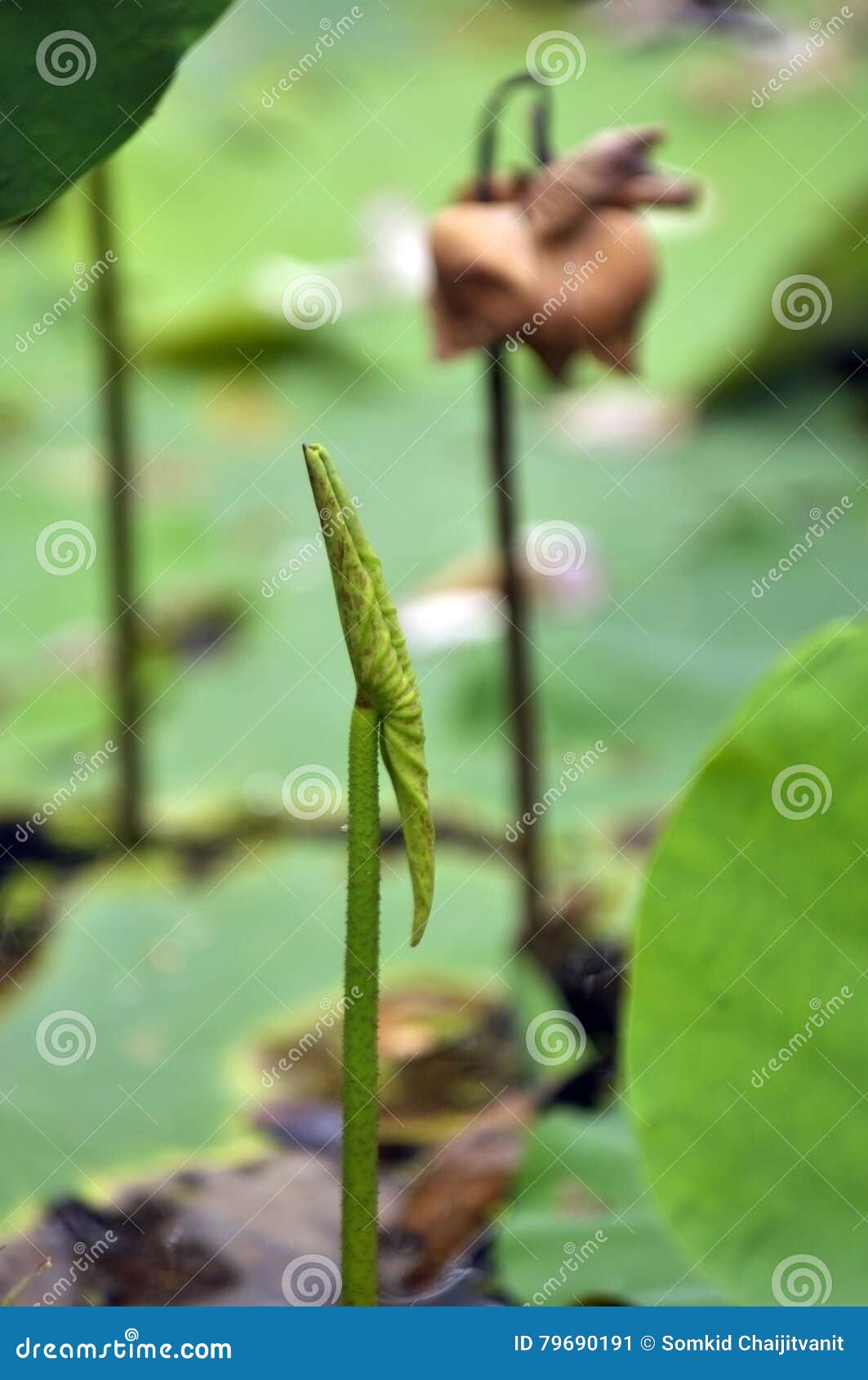 The life cycle of a lotus stock image. Image of life - 79690191