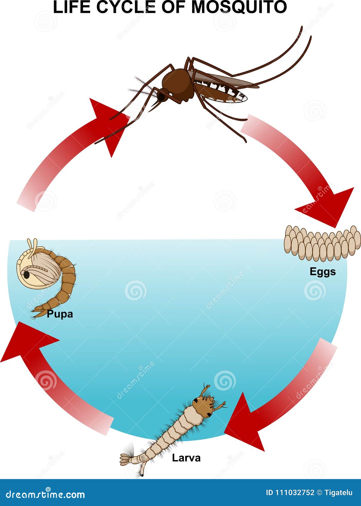 Life cycle of mosquito stock vector. Illustration of entomology - 111032752