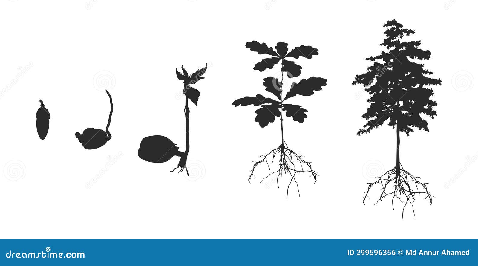 Life Cycle Of Oak Tree Svg Life Cycle Of Oak Tree Silhouette Cycle Of