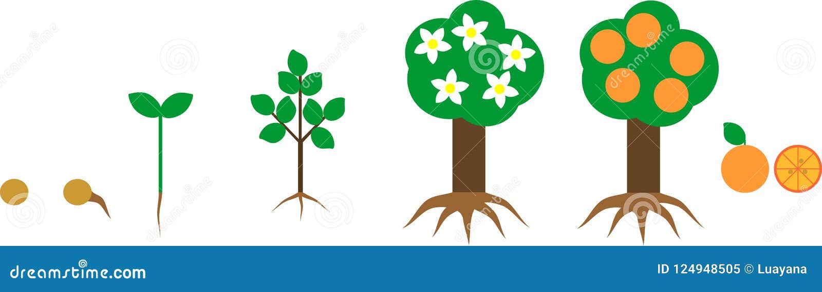 Life Cycle of Orange Tree with Root System. Plant Growth Stage from ... Life Cycle of Orange Tree with Root System. Plant Growth Stage from ...