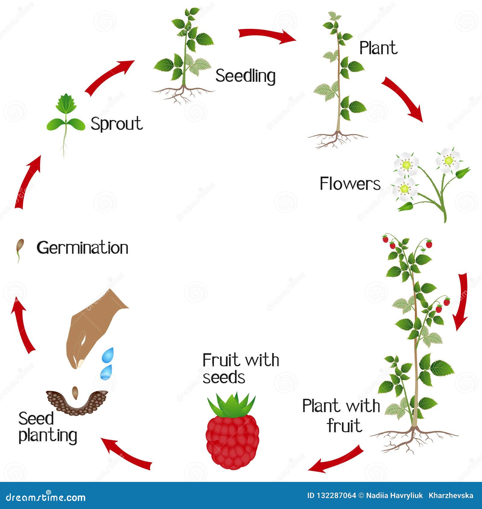 Life Cycle of a Raspberry Plant on a White Background. Stock Vector ...